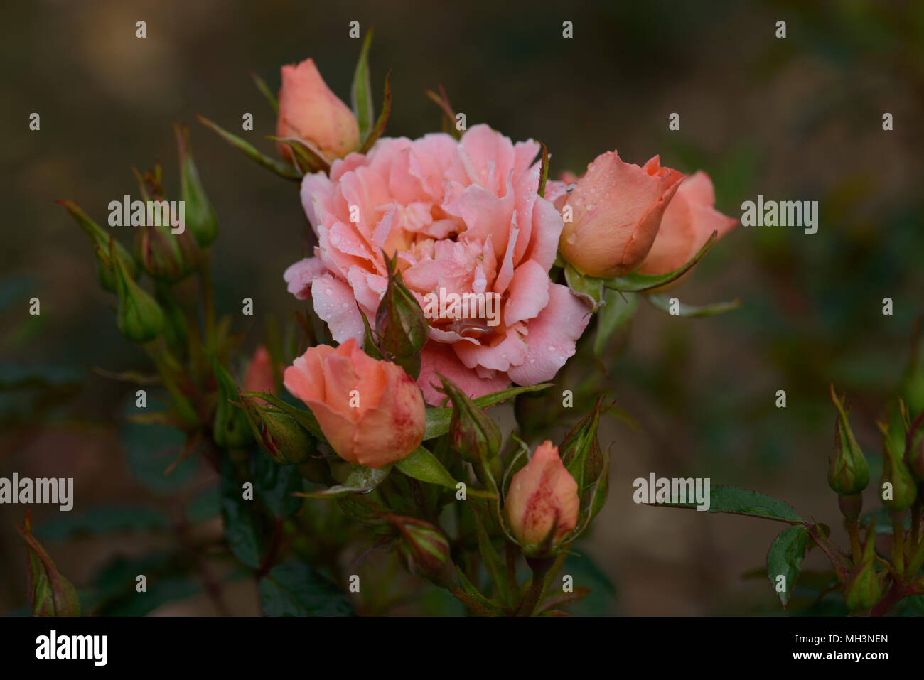 Rose Sweet Wonder Stock Photo - Alamy