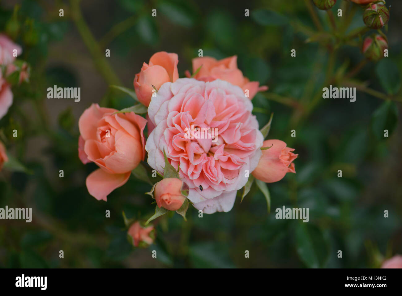 Rose Sweet Wonder Stock Photo - Alamy