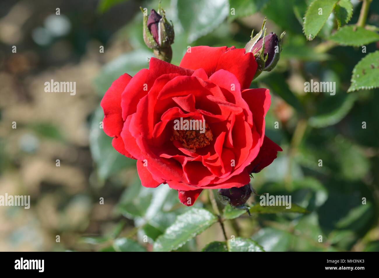 Rose sympathie hi-res stock photography and images - Alamy