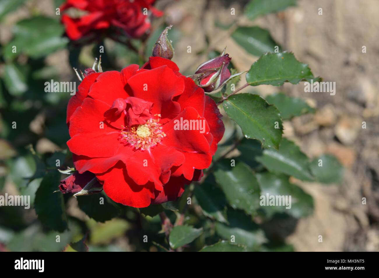 Rose temptress hi-res stock photography and images - Alamy