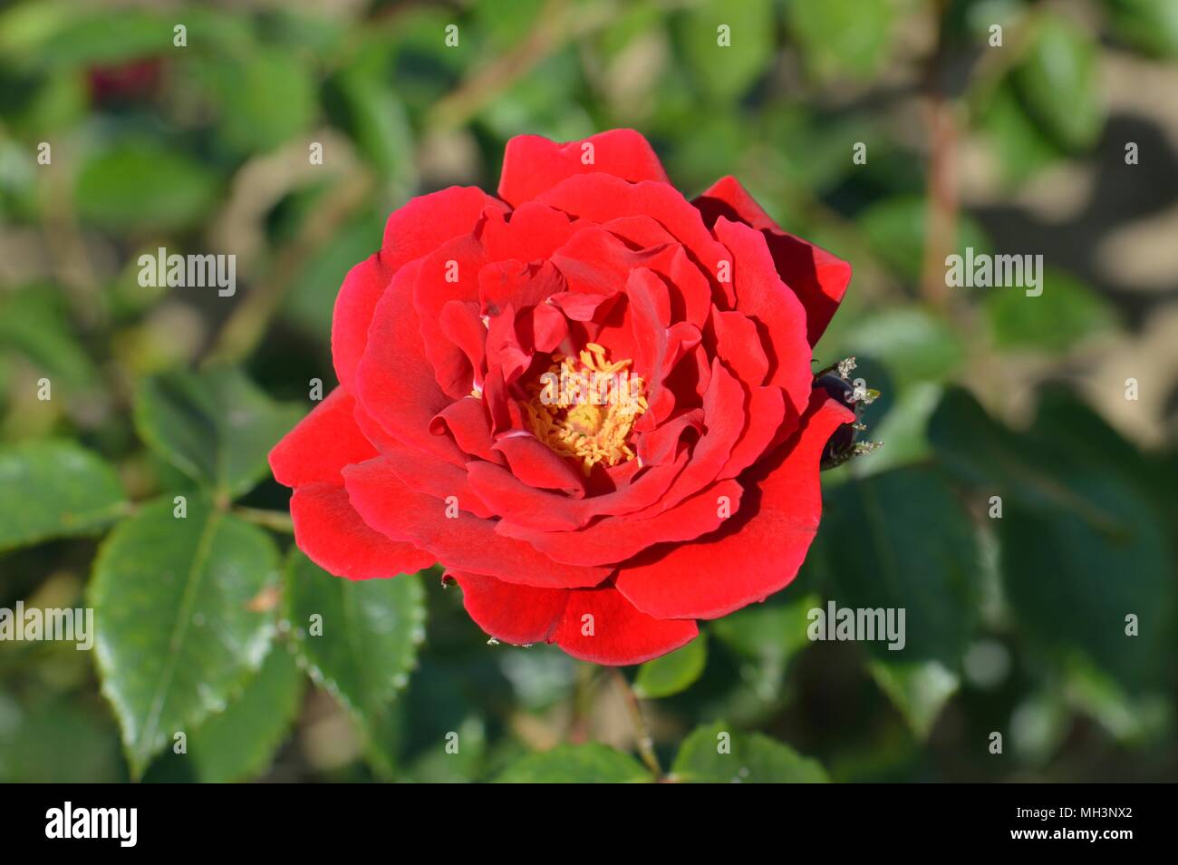 Rose temptress hi-res stock photography and images - Alamy