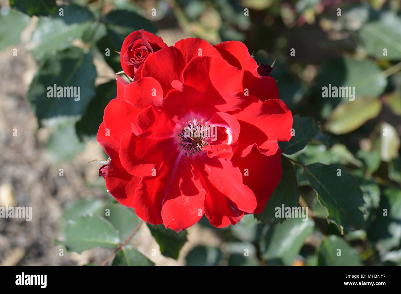 Rose temptress hi-res stock photography and images - Alamy