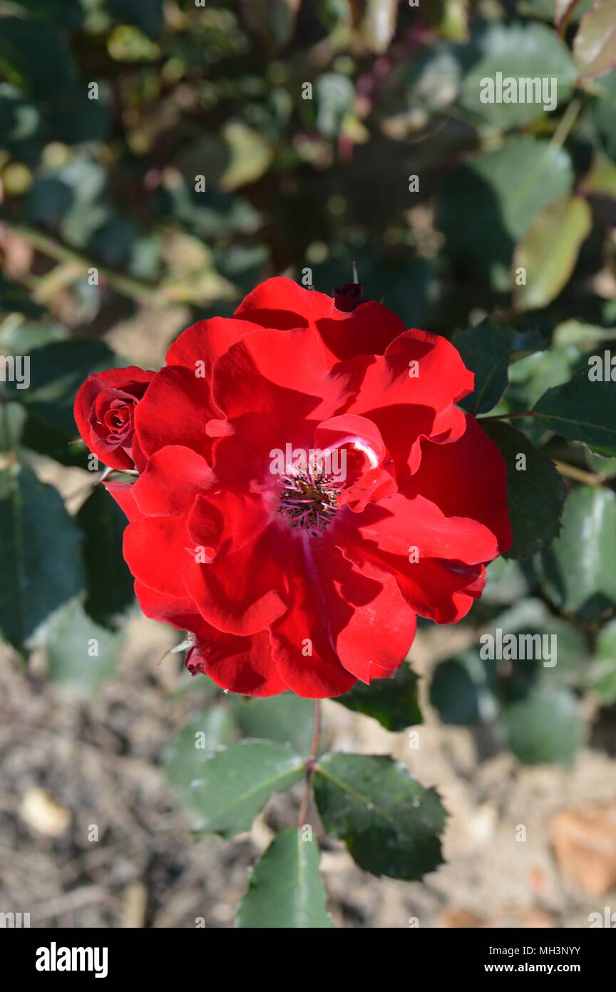 Rose temptress hi-res stock photography and images - Alamy