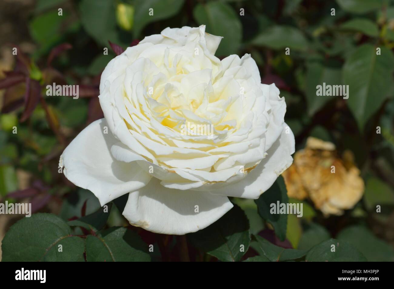 Rose The Diamond Wedding Rose Stock Photo - Alamy
