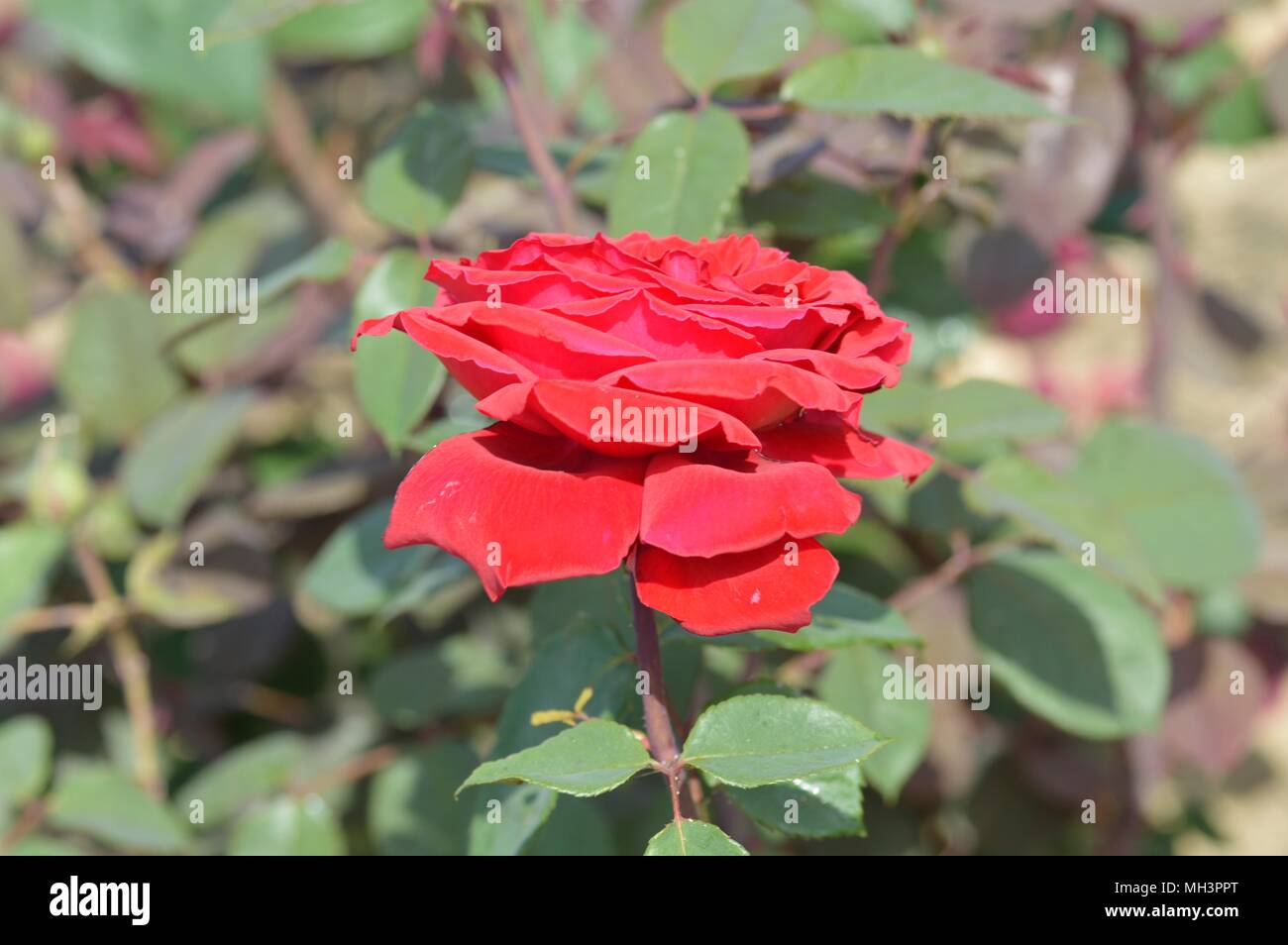 Rose the one and only hi-res stock photography and images - Alamy
