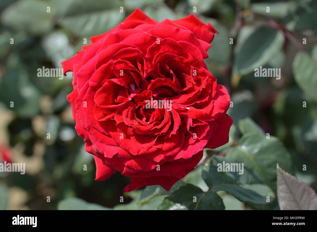 Rose The One and only Stock Photo - Alamy