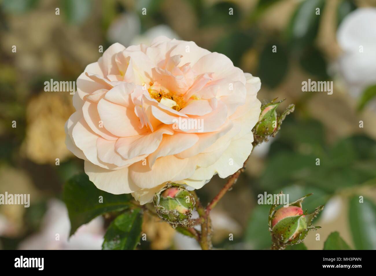Rose the Wren Stock Photo - Alamy