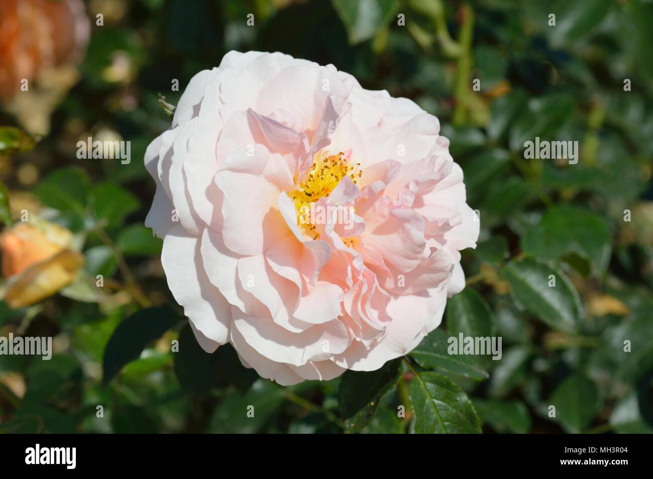 Rose the Wren Stock Photo - Alamy