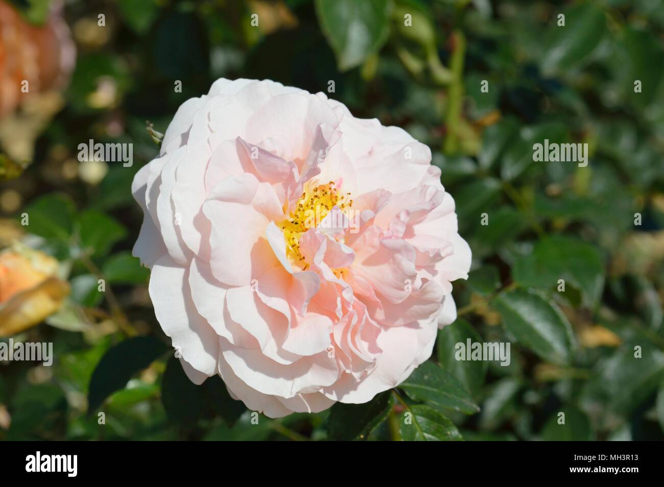 Rose the Wren Stock Photo - Alamy