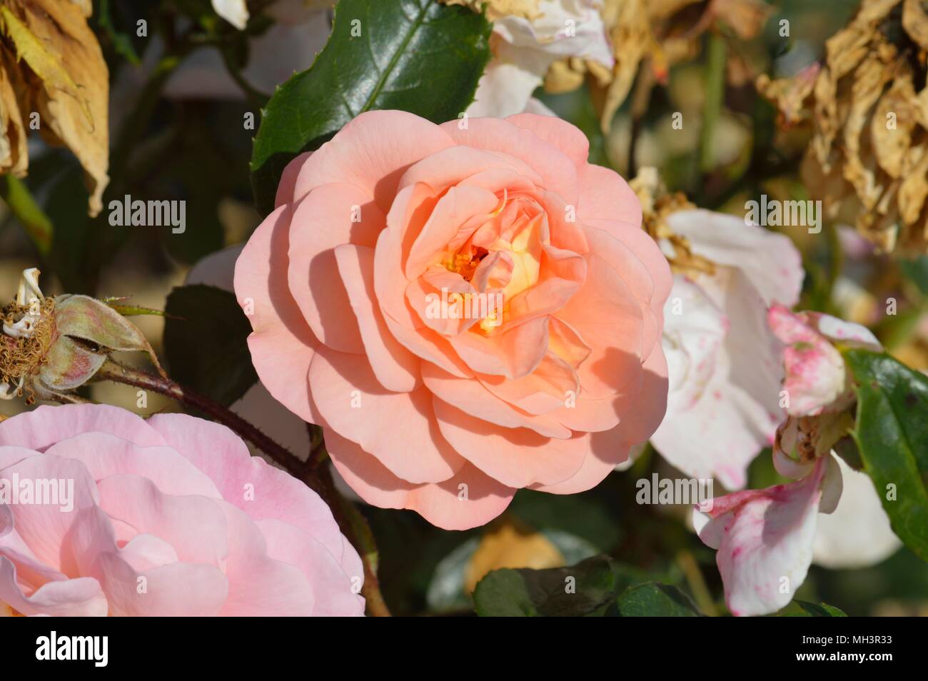 Rose the Wren Stock Photo - Alamy