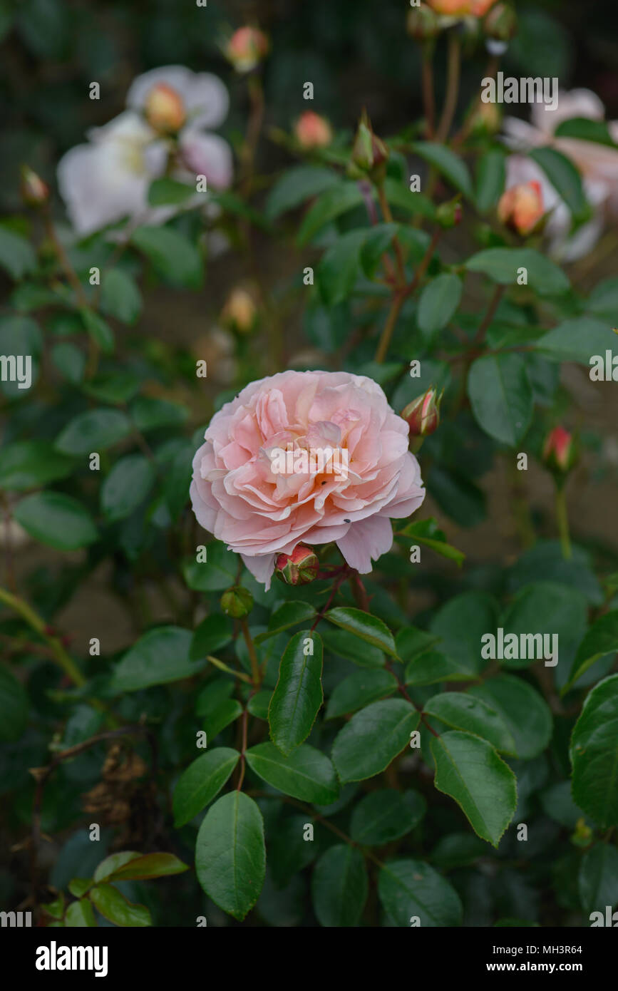 Rose the Wren Stock Photo - Alamy