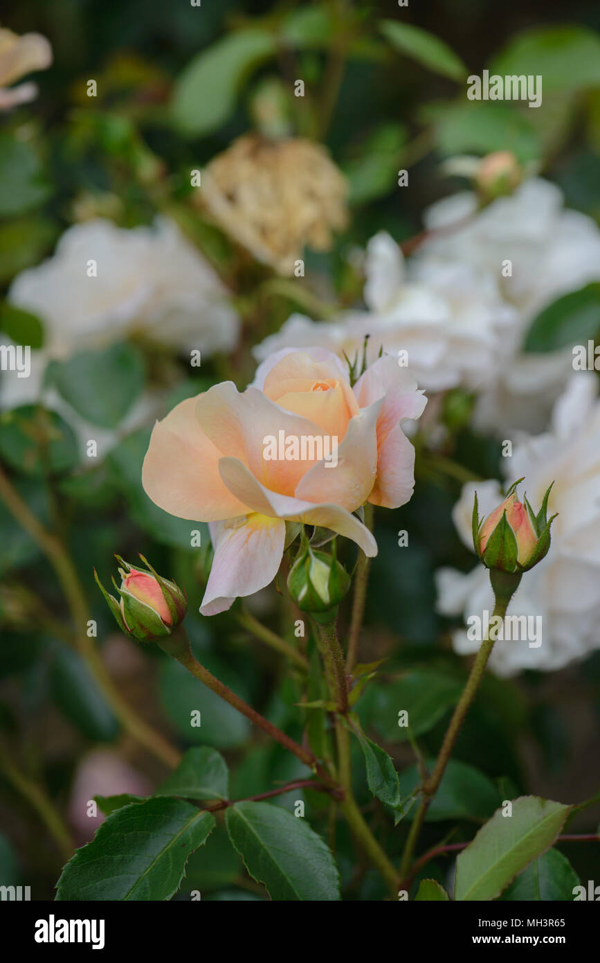 Rose the Wren Stock Photo - Alamy