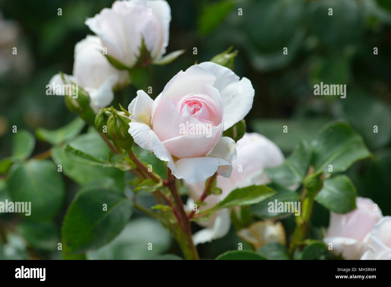 Not Rose Thinking of you Stock Photo - Alamy