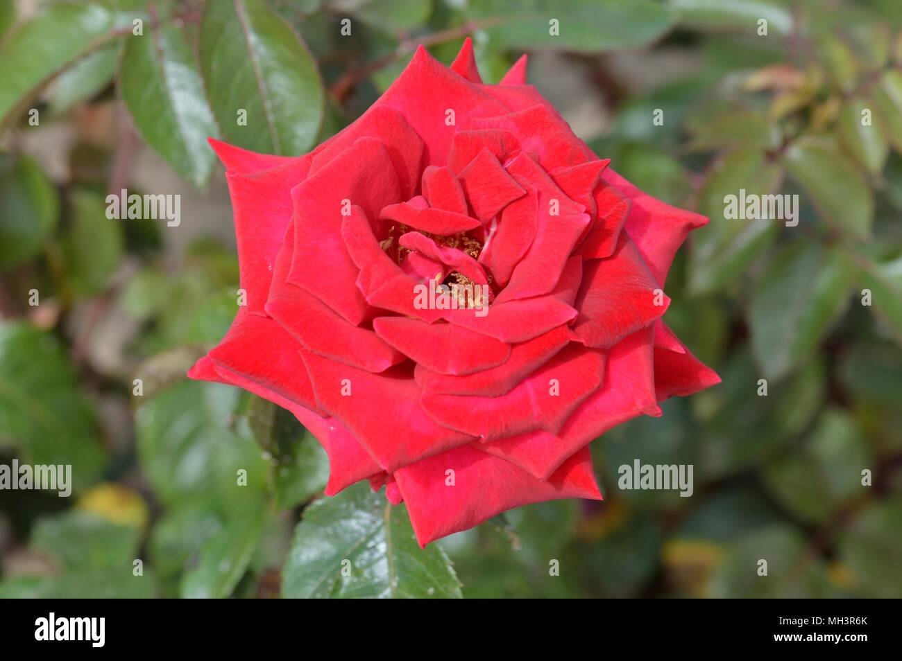 Rose Thinking of You Stock Photo - Alamy