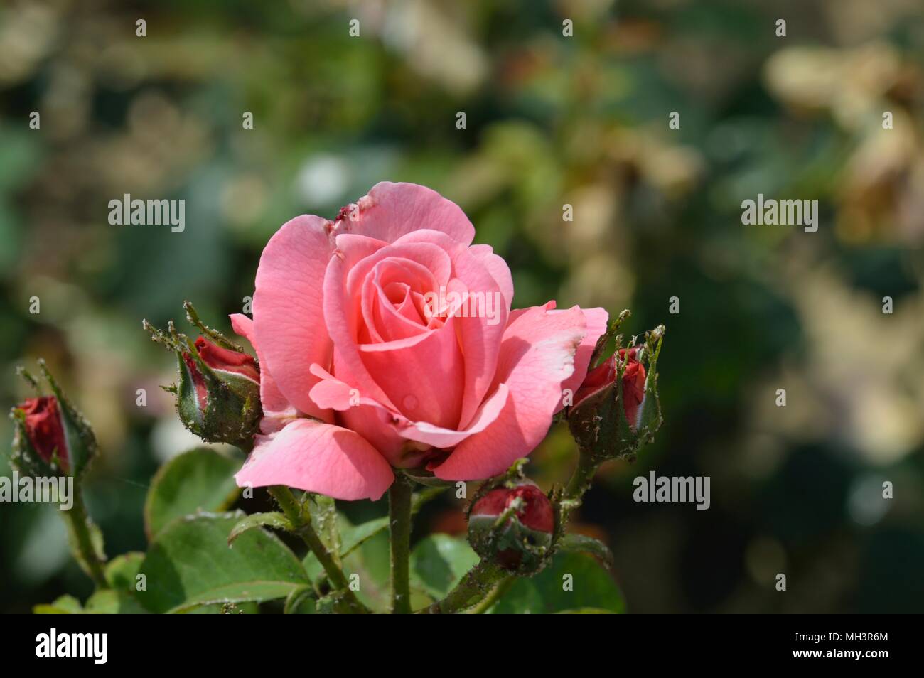 Rose Tickled Pink Stock Photo - Alamy