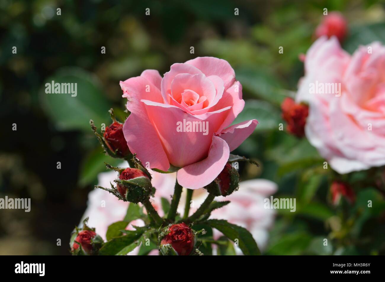 Rose Tickled Pink Stock Photo - Alamy
