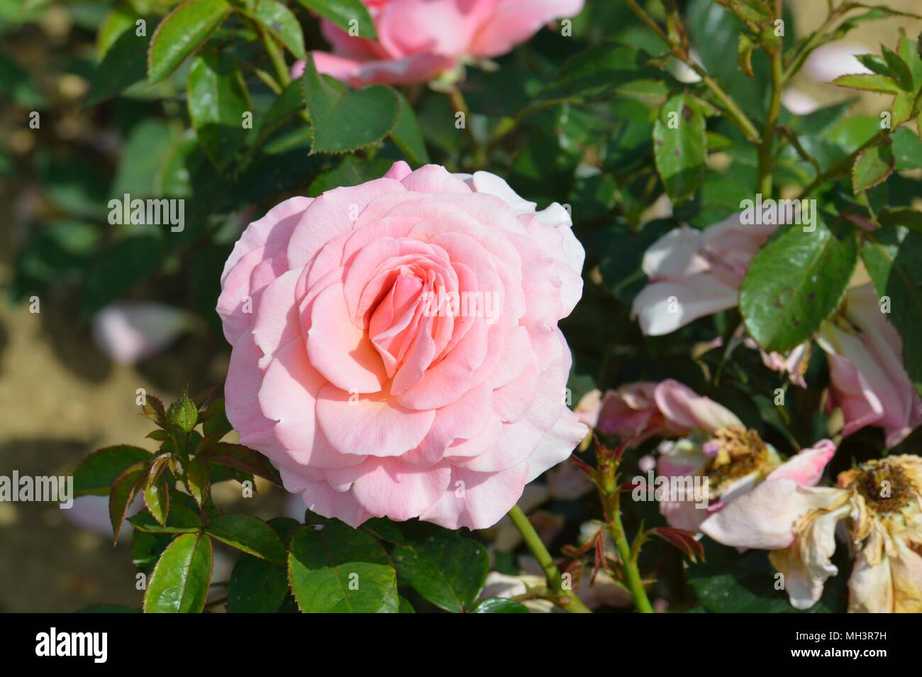 Rose Tickled Pink Stock Photo - Alamy