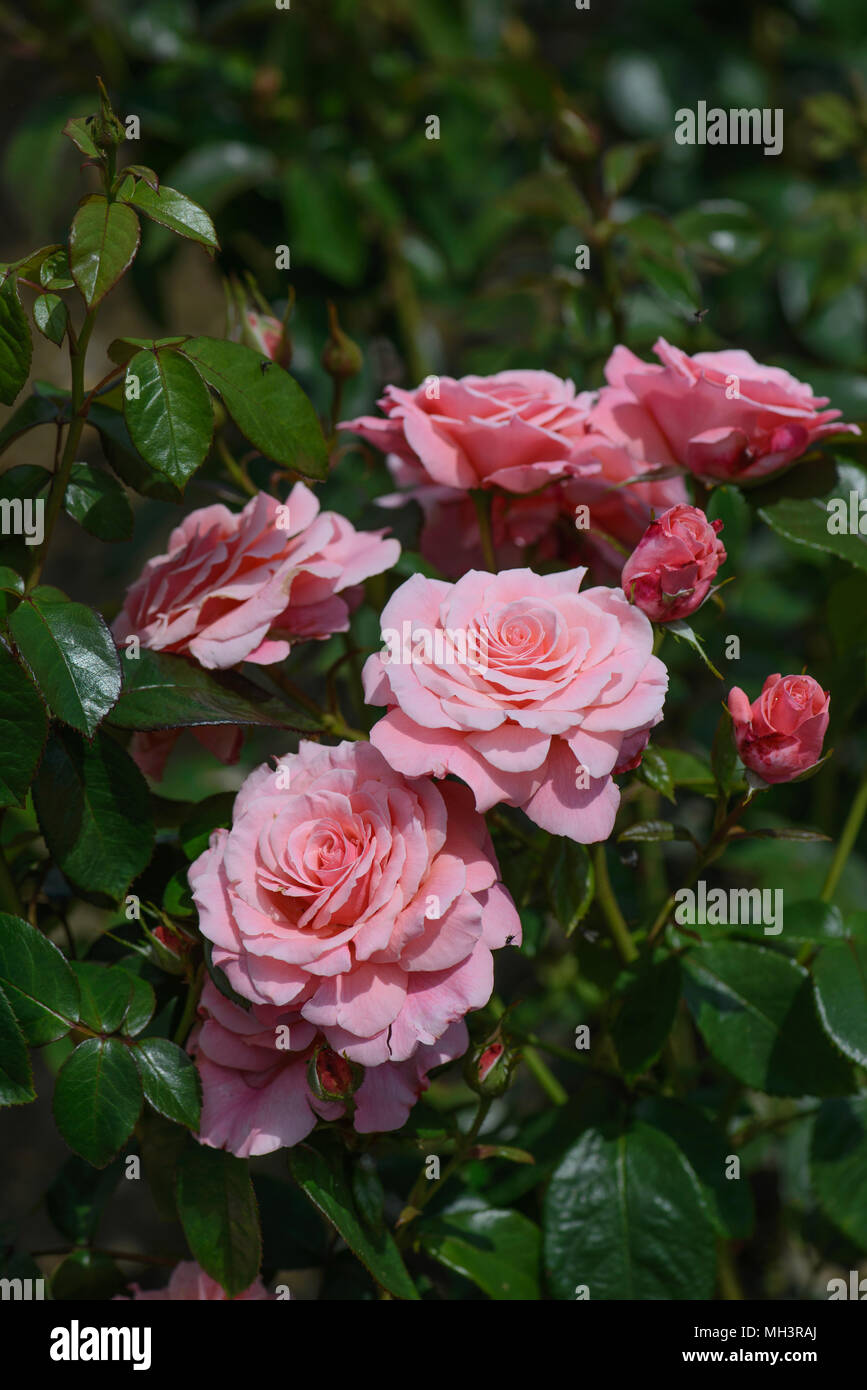 Rose Tickled Pink Stock Photo - Alamy