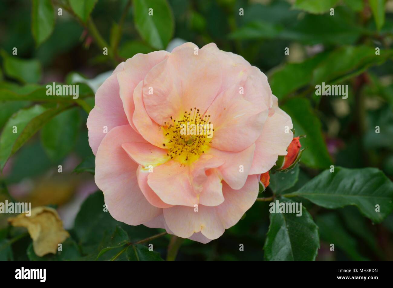 Rose together forever hi-res stock photography and images - Alamy