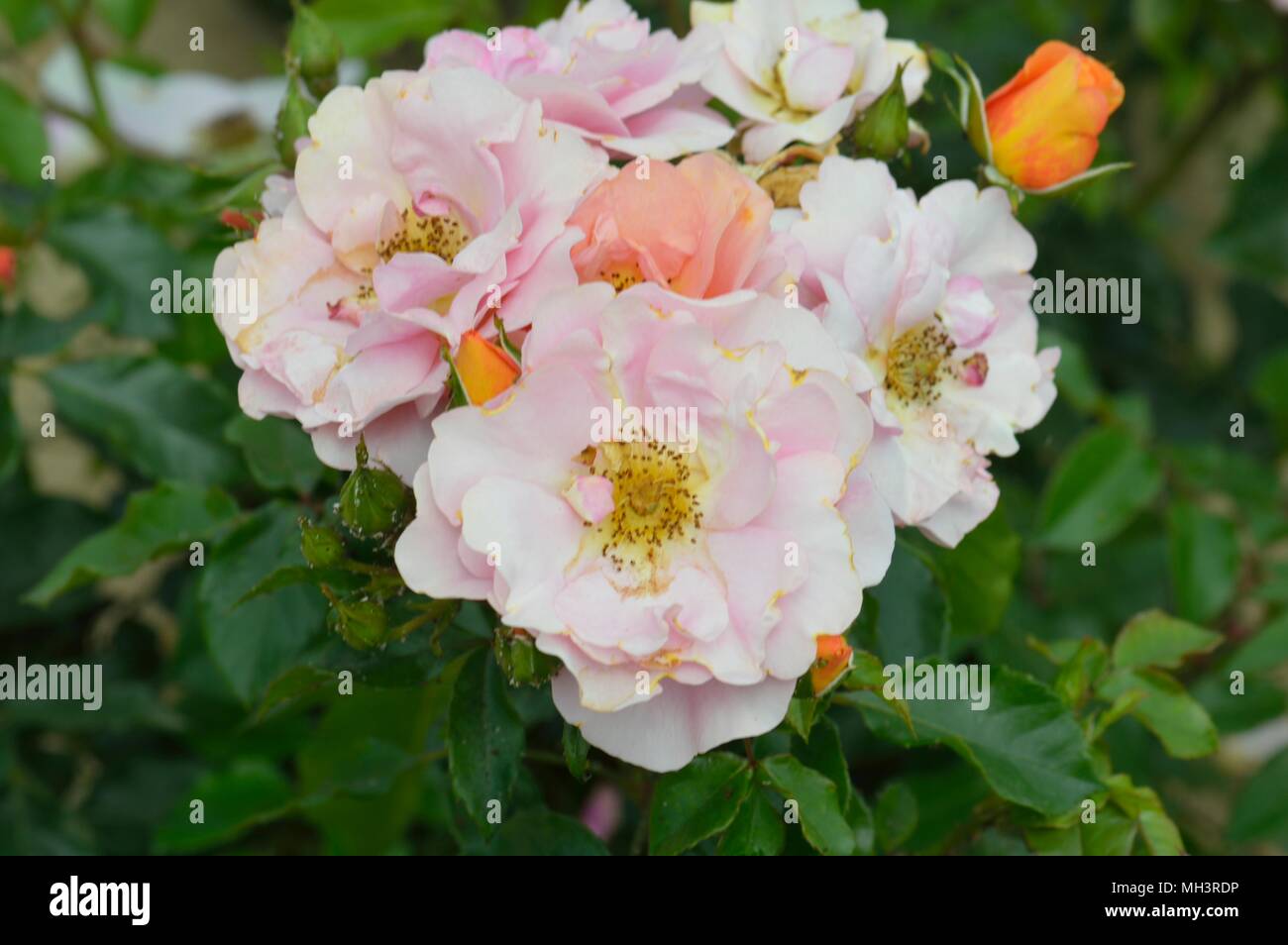 Rose Forever Together at Renetta Wallace blog