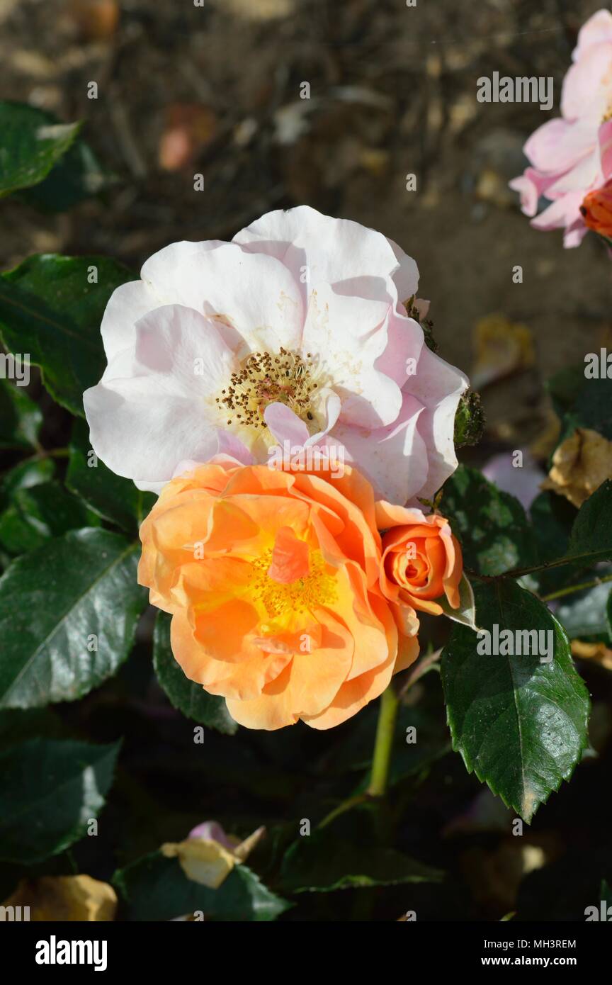 Rose Together Forever Stock Photo - Alamy