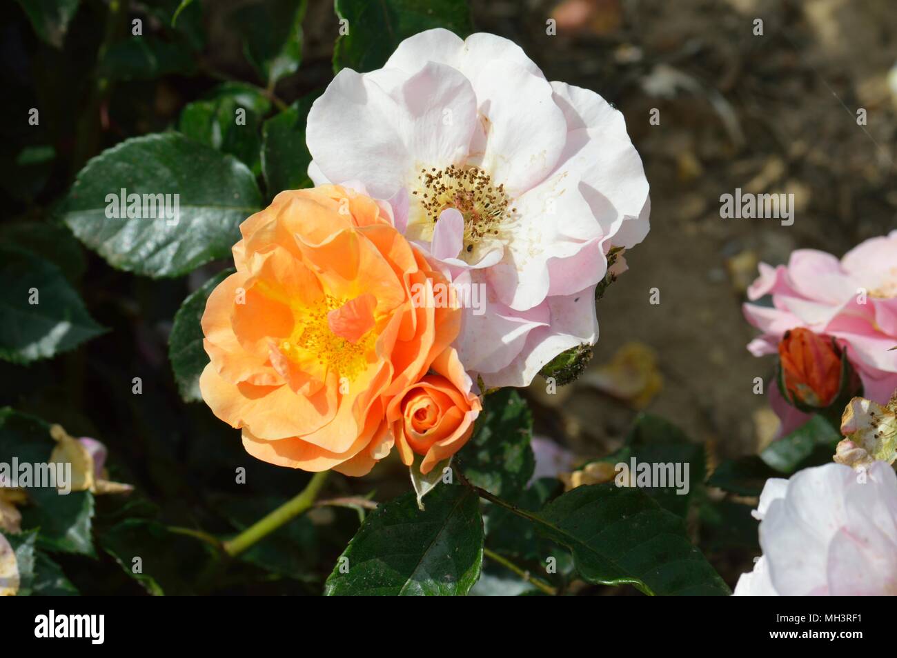 All together forever hi-res stock photography and images - Alamy