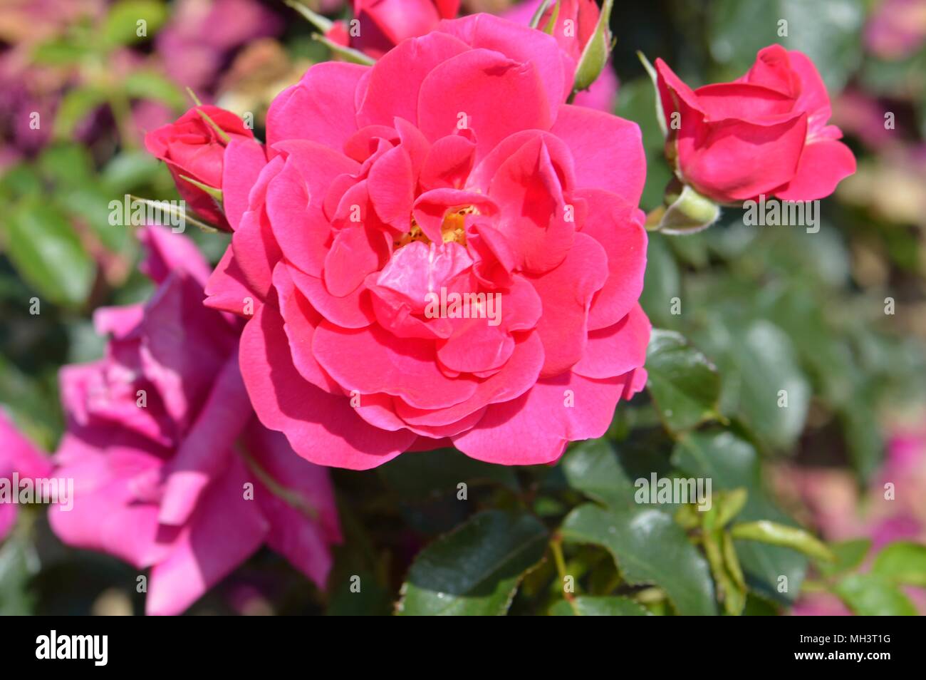 Rose truley Loved Stock Photo - Alamy