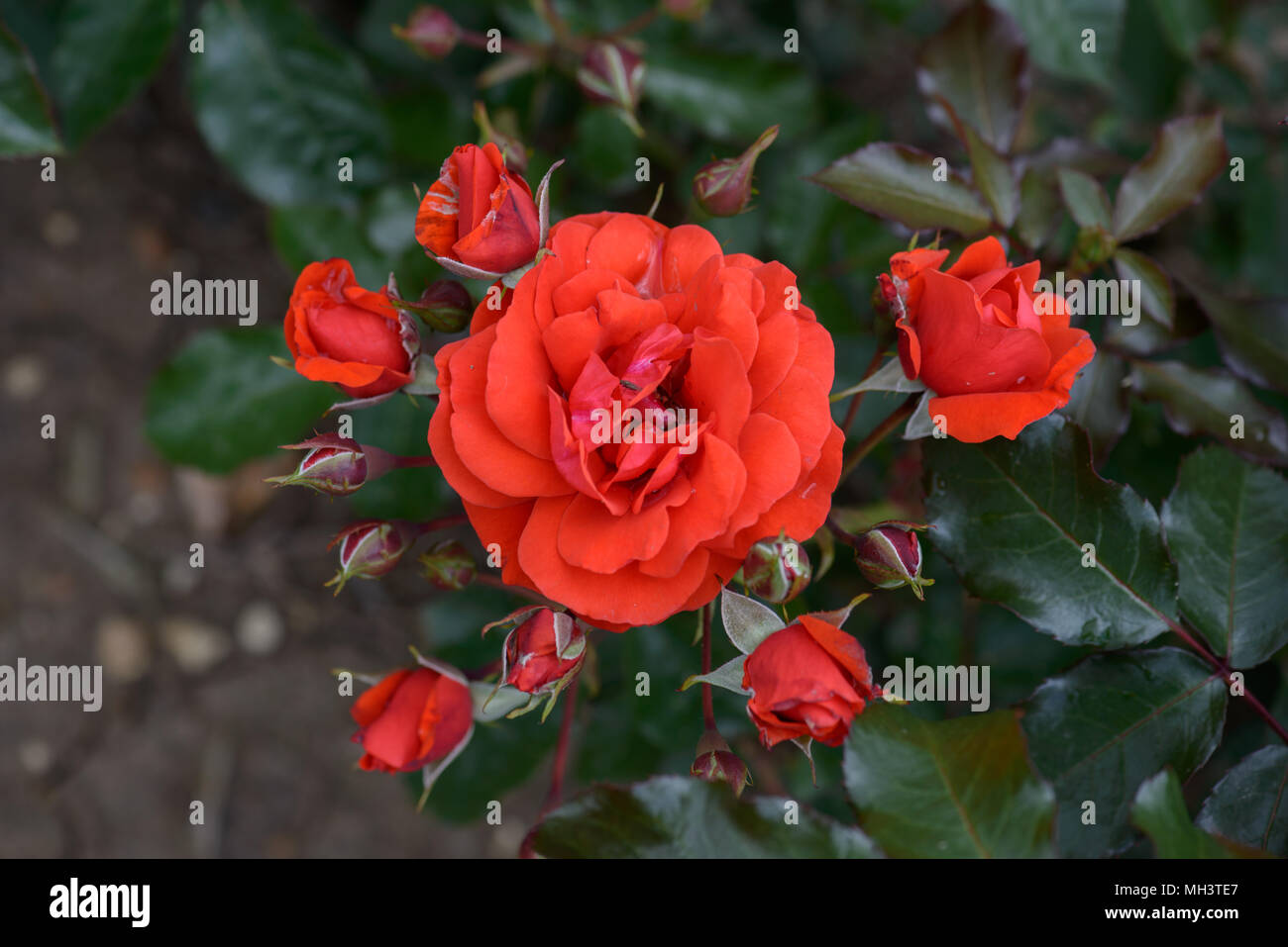 Trumpeter flower hi-res stock photography and images - Alamy