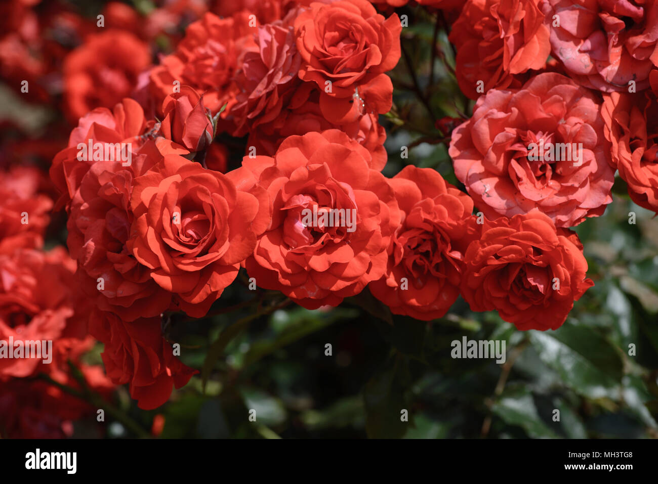 Rosetrumpeter hi-res stock photography and images - Alamy