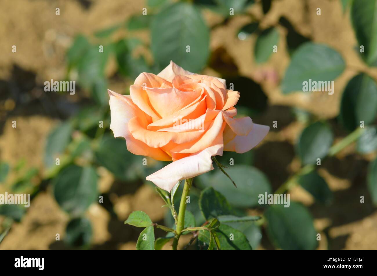 Rose Unknown Variety Stock Photo - Alamy