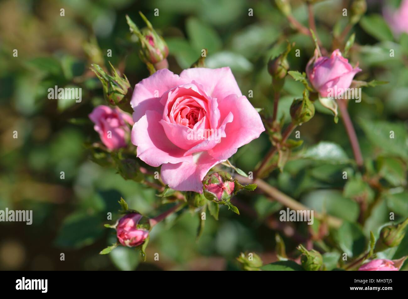 English unknown hi-res stock photography and images - Alamy