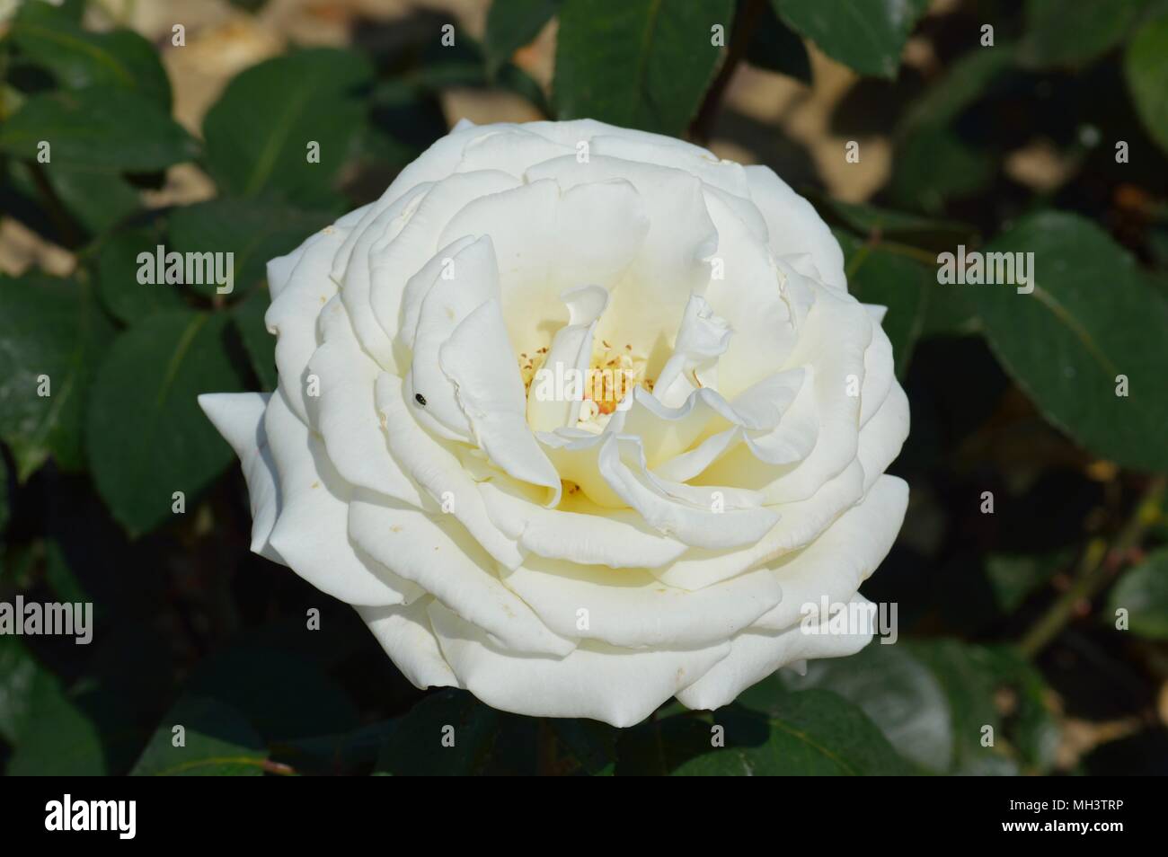 English unknown hi-res stock photography and images - Alamy