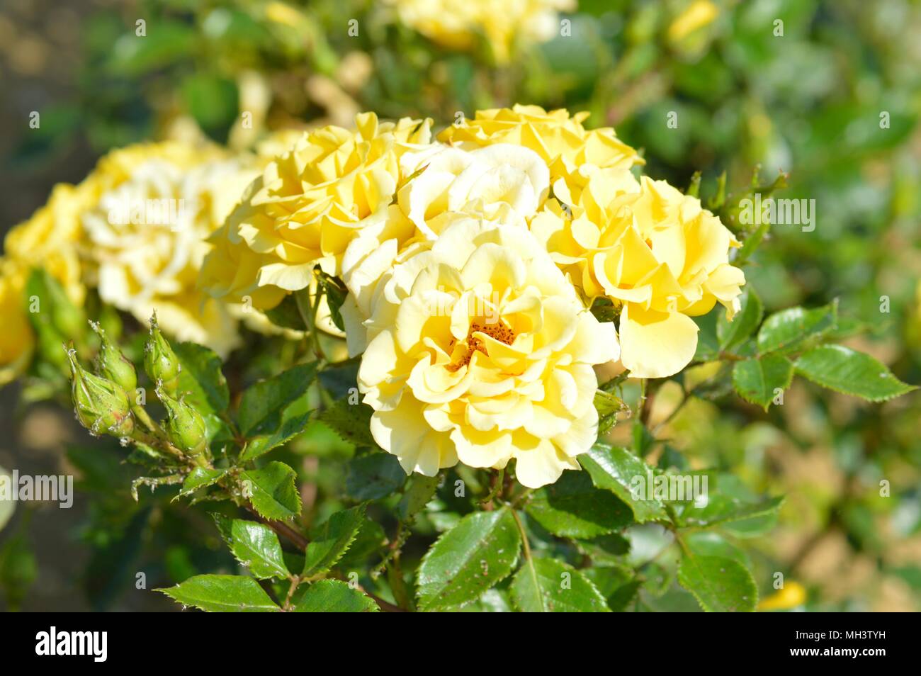 Rose Unknown Variety Stock Photo - Alamy
