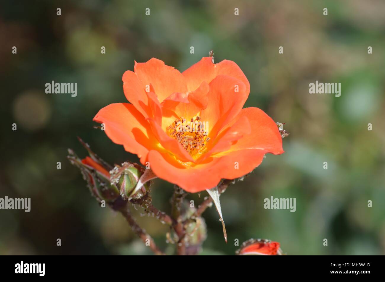 Rose Warm Welcome Stock Photo - Alamy
