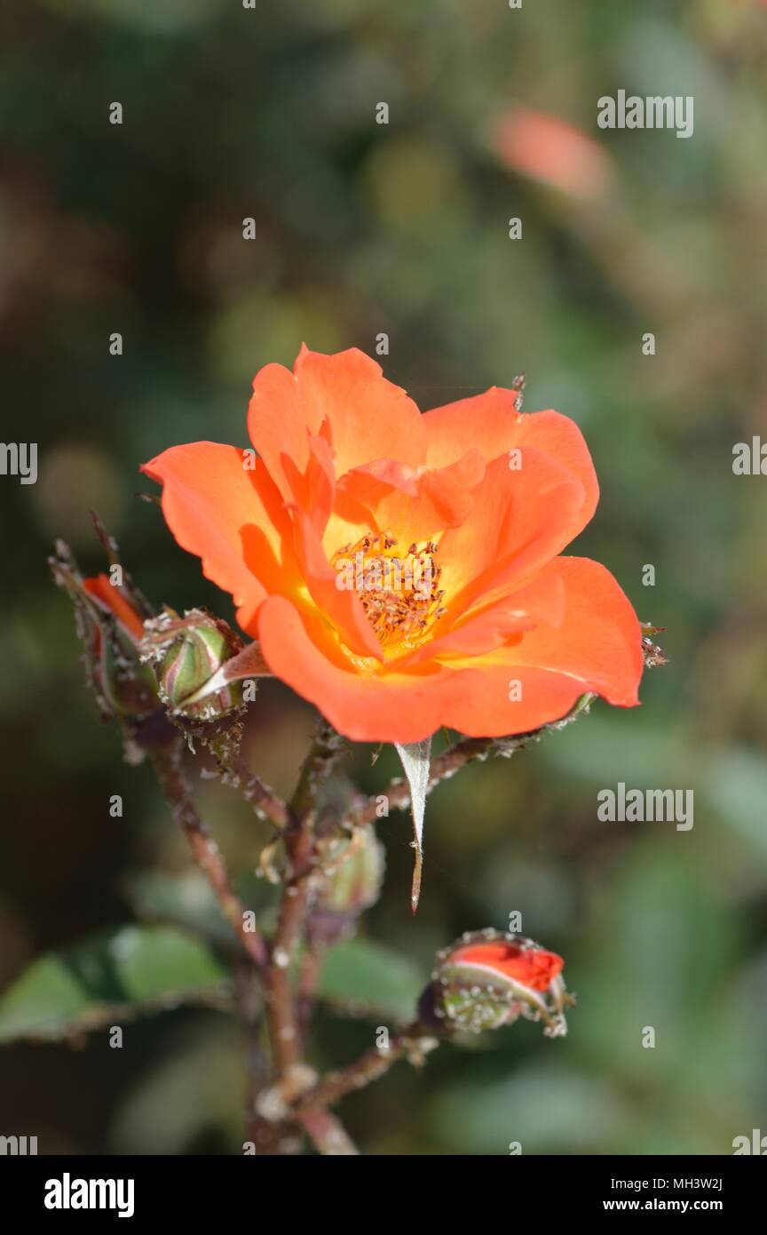 Rose Warm Welcome Stock Photo - Alamy
