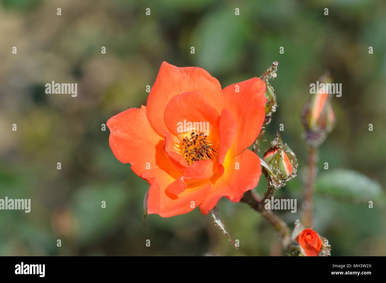 Rose Warm Welcome Stock Photo - Alamy