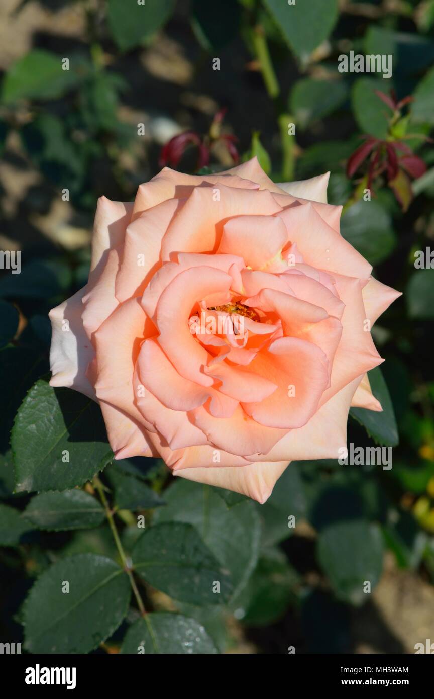 Warm welcome rosa hi-res stock photography and images - Alamy