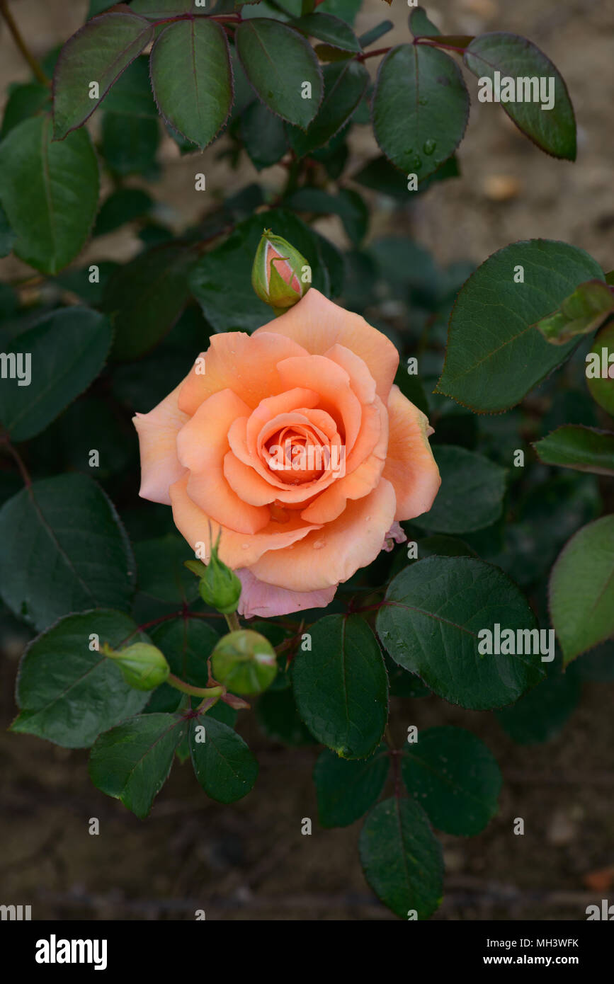 Rosa warm wishes hi-res stock photography and images - Alamy