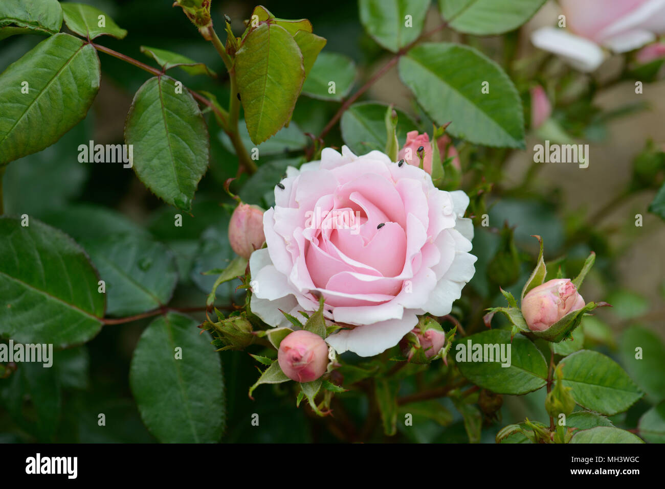 Warm welcome rosa hi-res stock photography and images - Alamy