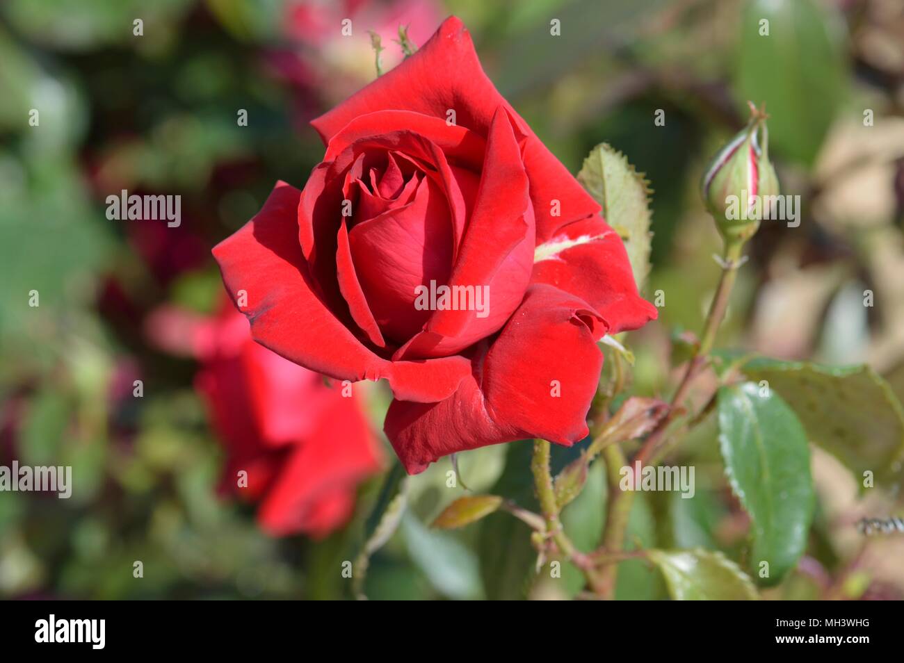 Rose Wedding Celebration Stock Photo - Alamy