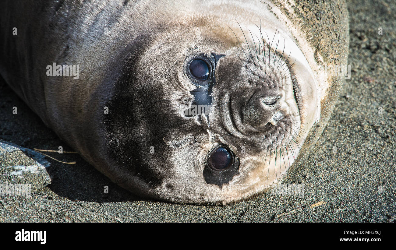 Atlantic seal looks with full eyes. South Georgia, South Atlantic Ocean ...