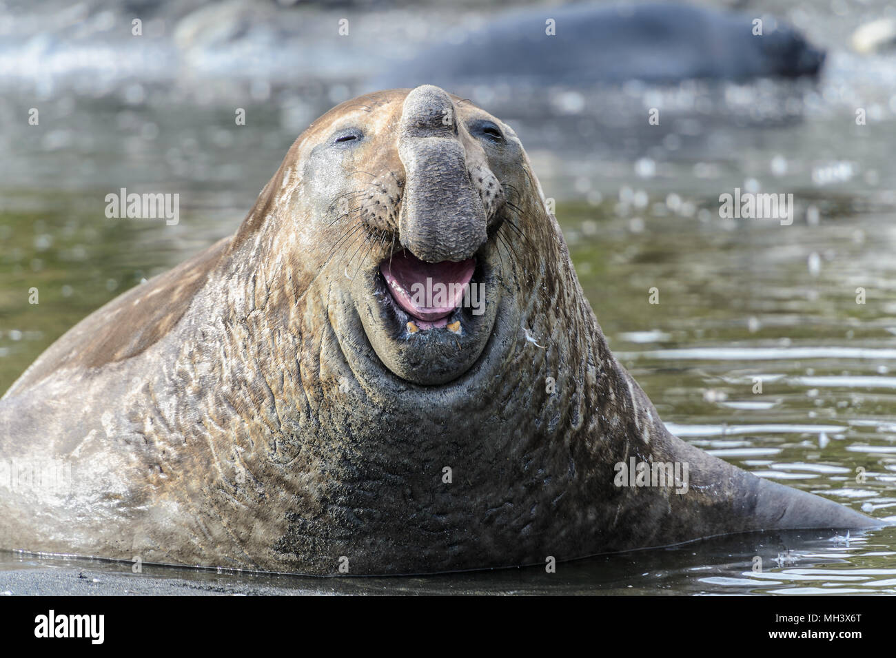 Laughing Elephant Seal