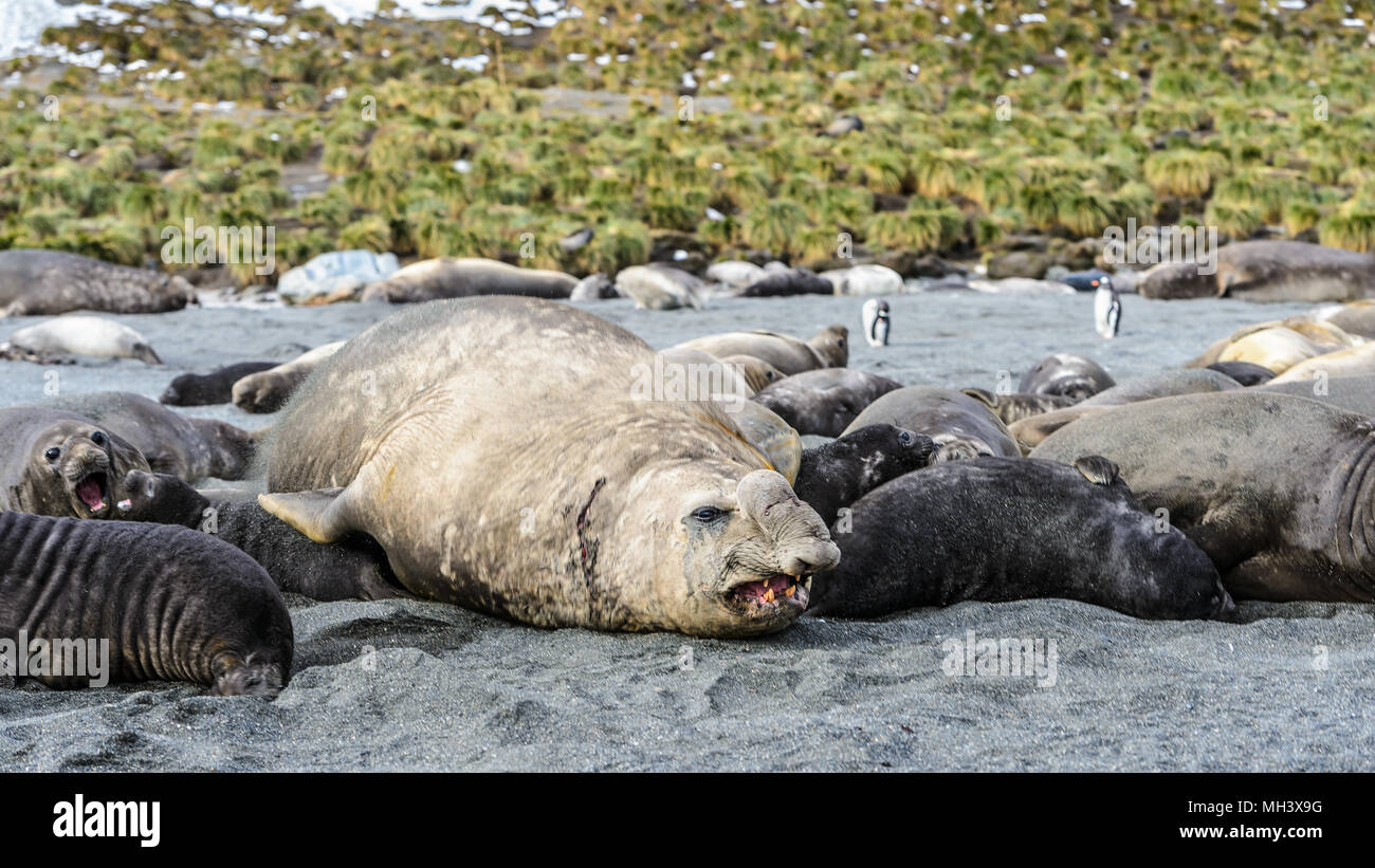 Various species of atlantic seals. South Georgia, South Atlantic Ocean ...