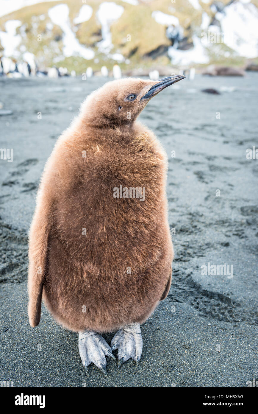 Penguin with brown feathers, South Geaorgia, South Atlantic Ocean Stock ...