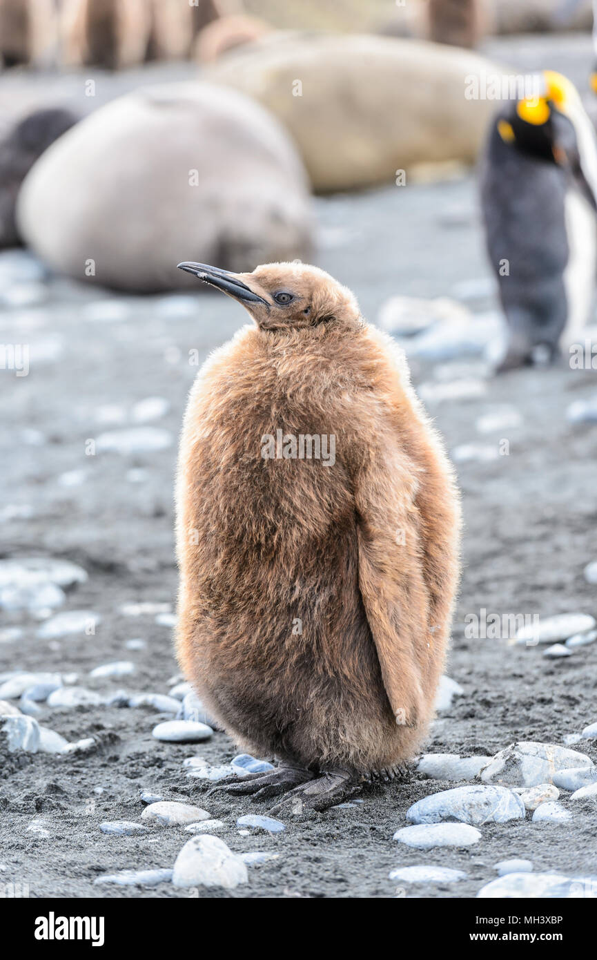 Portrait of a baby penguin Stock Photo - Alamy