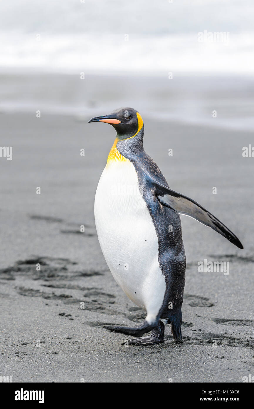 Huge King Penguin (Aptenodytes patagonicus Stock Photo - Alamy