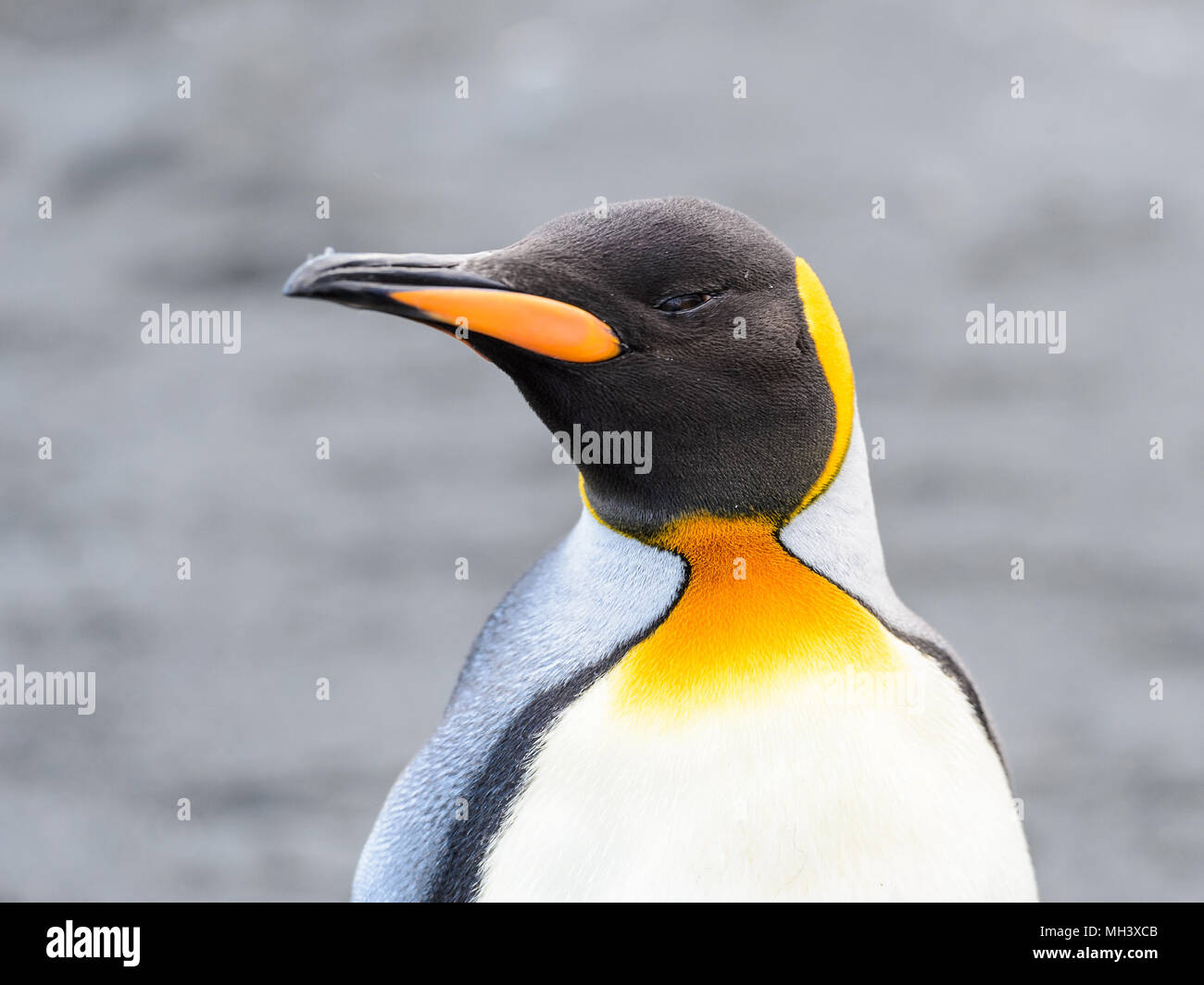Profile of a king penguin hi-res stock photography and images - Alamy