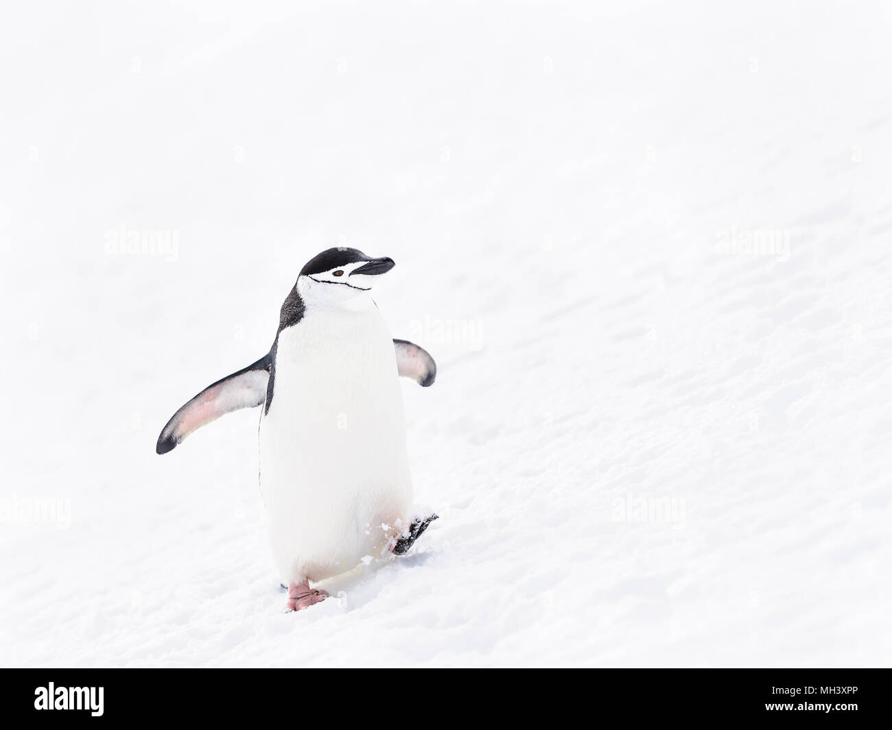 Wet penguin Cut Out Stock Images & Pictures - Alamy Wet penguin Cut Out Stock Images & Pictures - Alamy