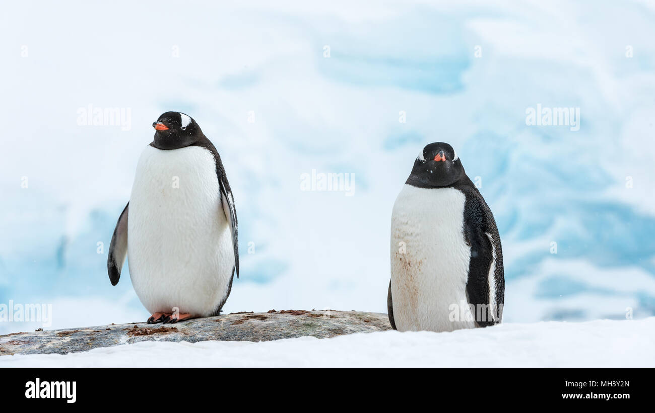 Two fat gentoo penguins in Antarctica Stock Photo - Alamy