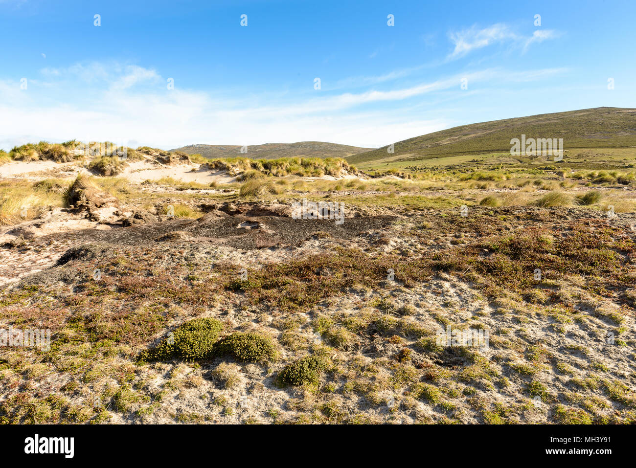 Nature of the Falkland Island, grass and sky Stock Photo - Alamy